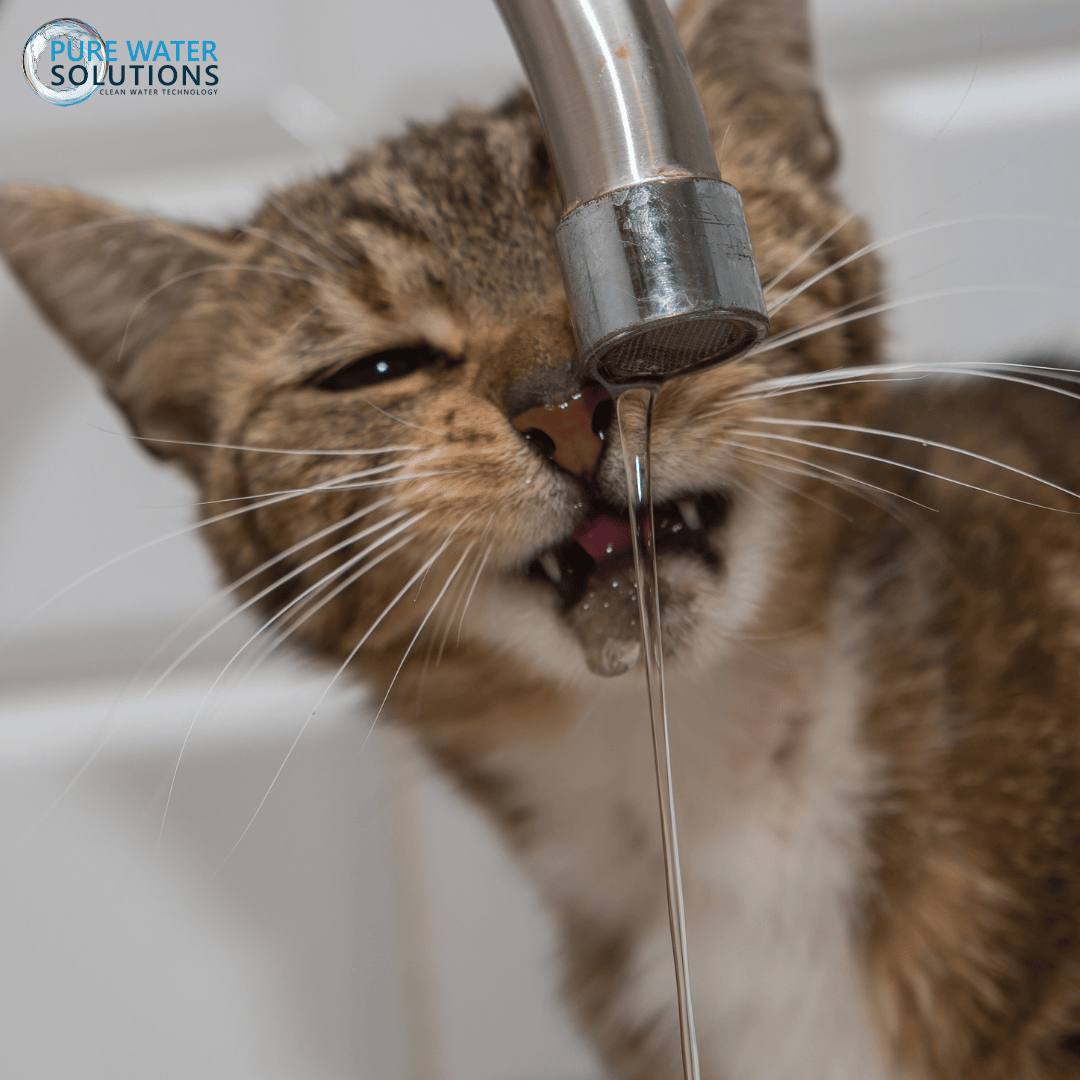 Water filtration for households with pets